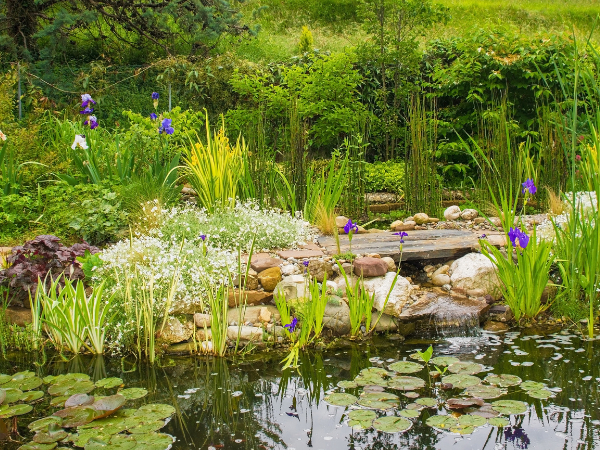Top Pond Plants | Best Picks Ready to Plant | UK-Grown – Plants for Ponds