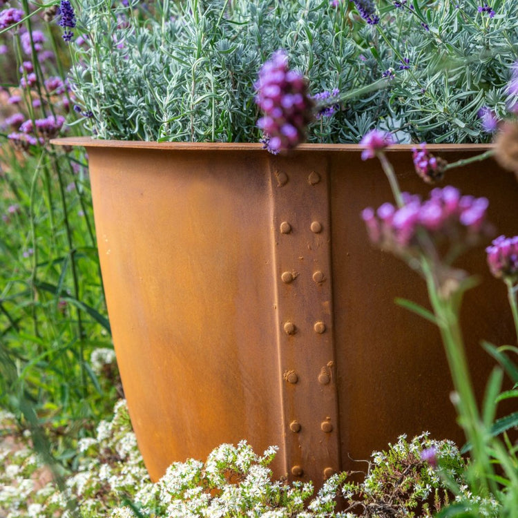 Downing Street Trough – Plants for Ponds
