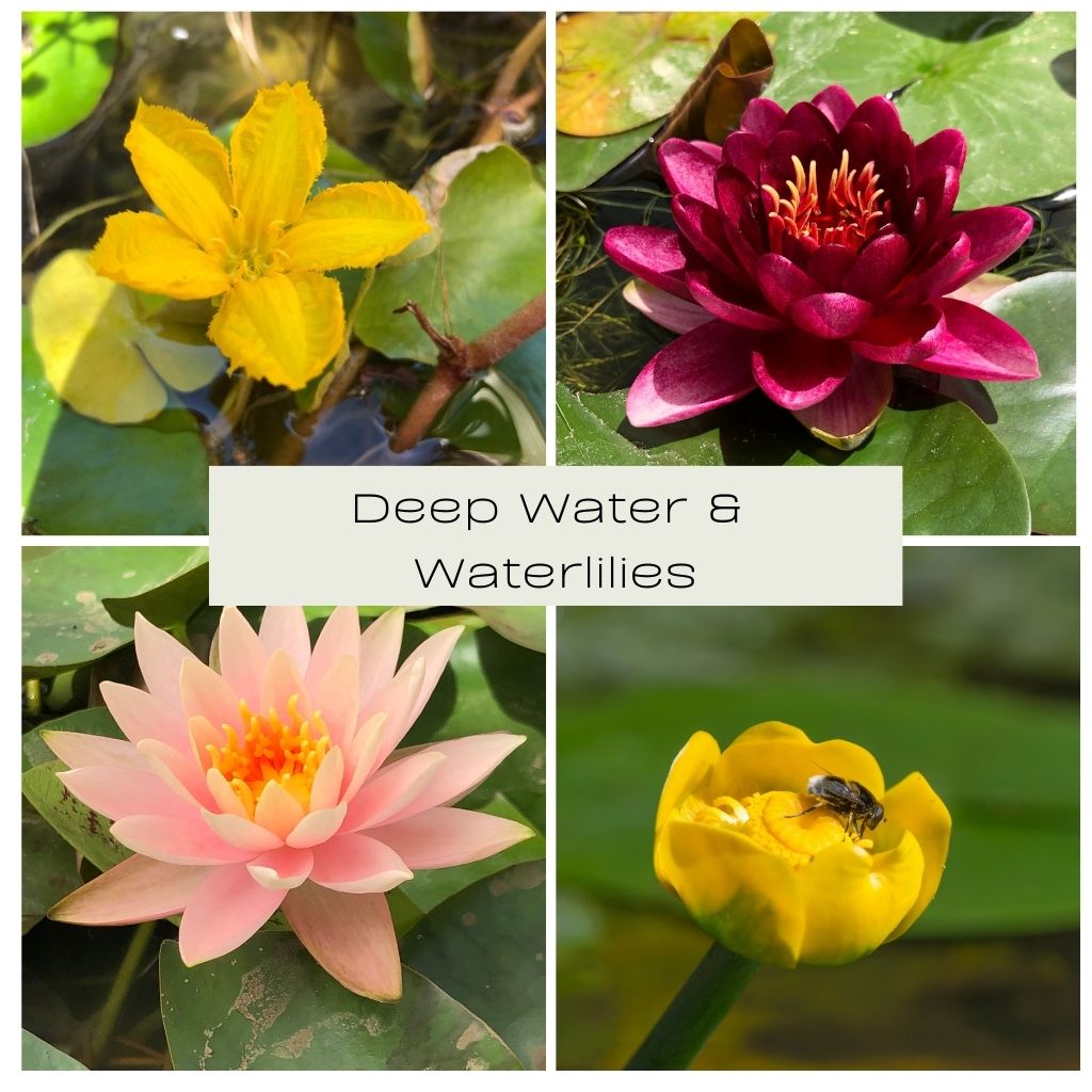 Deep Water & Waterlilies – Plants for Ponds
