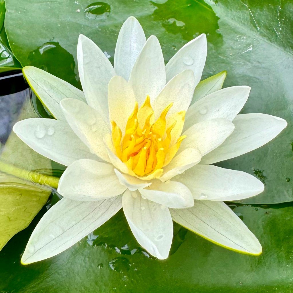 White Water Lily | Classic Elegant Blooms | Attracting Pollinators ...