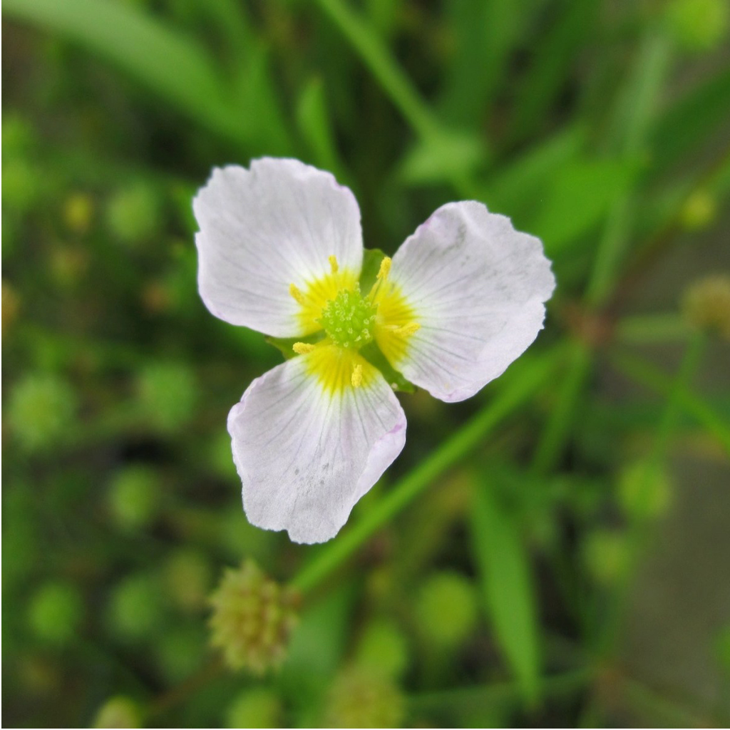 Marginal Plants for Ponds | Available Now | Wildlife-Friendly