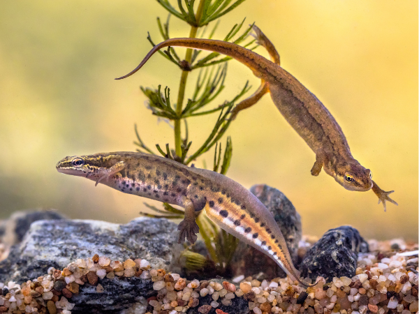 How to Make Your Pond Newt-Friendly – Plants for Ponds