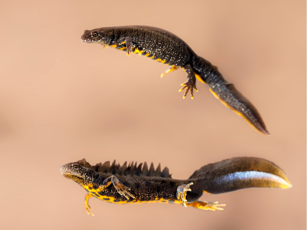 How to Make Your Pond Newt-Friendly – Plants for Ponds