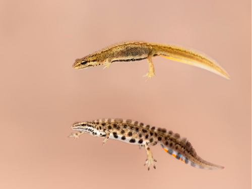 How to Make Your Pond Newt-Friendly – Plants for Ponds