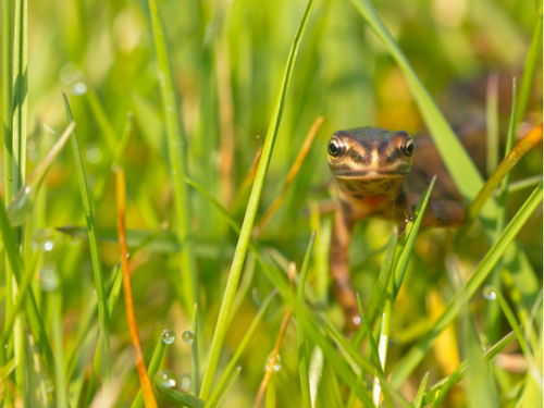 How to Make Your Pond Newt-Friendly – Plants for Ponds