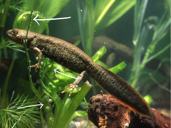 How to Make Your Pond Newt-Friendly – Plants for Ponds