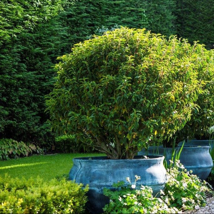 Bell Jar – Plants for Ponds