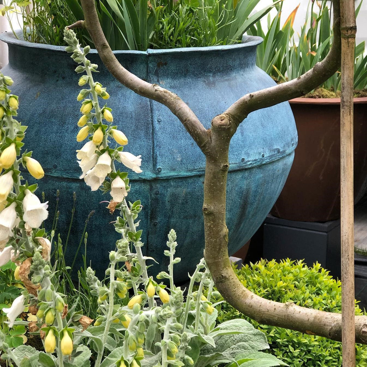 Bell Jar – Plants for Ponds