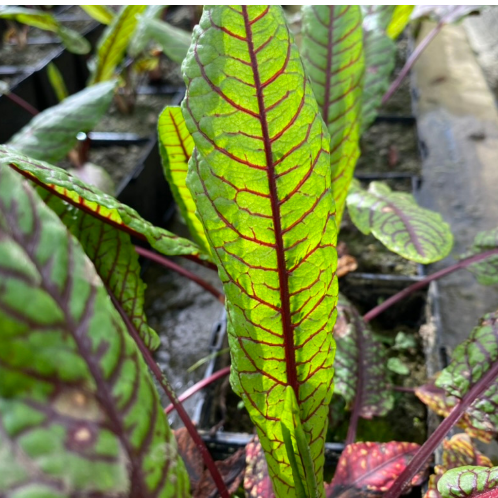 Bloodwort Wood Dock | Red-Veined Foliage for Pond Margins and Bog ...