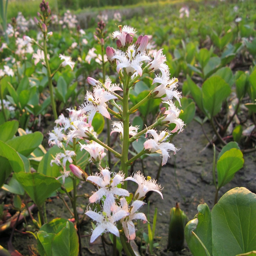 Bog Bean (Menyanthes trifoliata) | White Fringed Flowers for Lakes ...