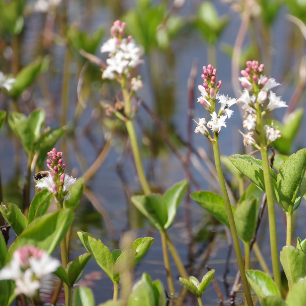 Bog Bean (Menyanthes trifoliata) | White Fringed Flowers for Lakes ...