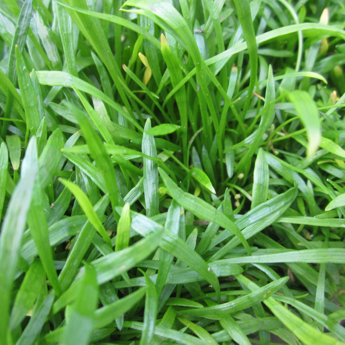 Brazilian Micro Sword (Lilaeopsis brasilensis) - Plants for Ponds