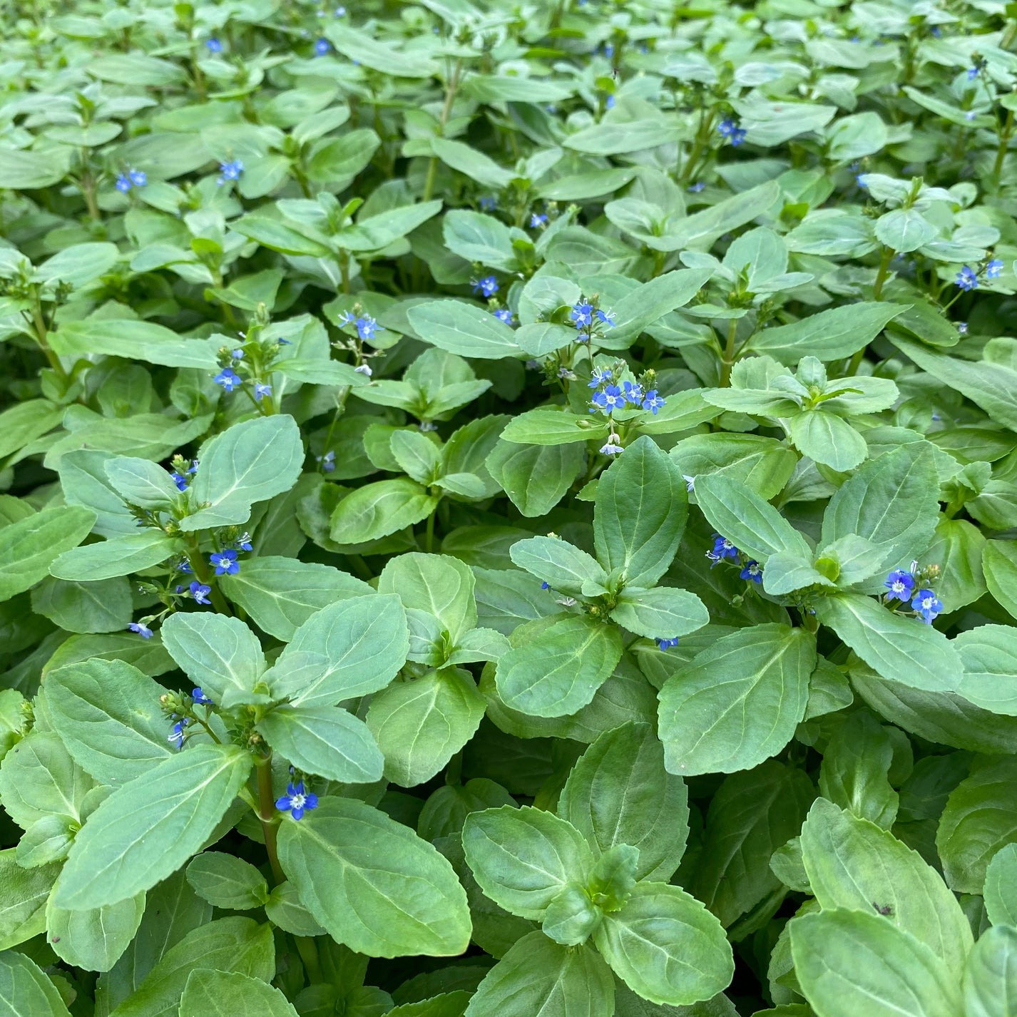 Brooklime (Veronica beccabunga) | UK Native Blue Flowers for Ponds ...