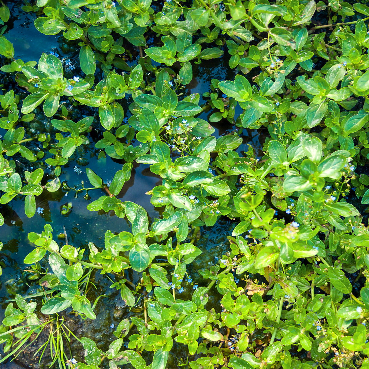 Brooklime (Veronica beccabunga) | UK Native Blue Flowers for Ponds ...