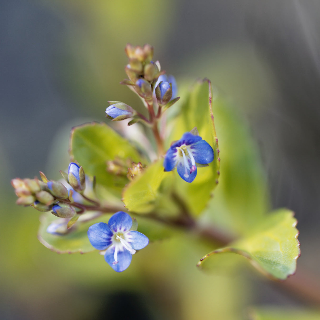 Brooklime (Veronica beccabunga) | UK Native Blue Flowers for Ponds ...