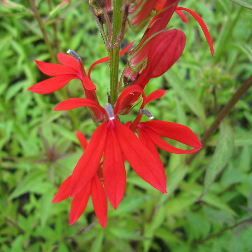 Cardinal Flower (Lobelia cardinalis) |Red Flowers for pond margins ...