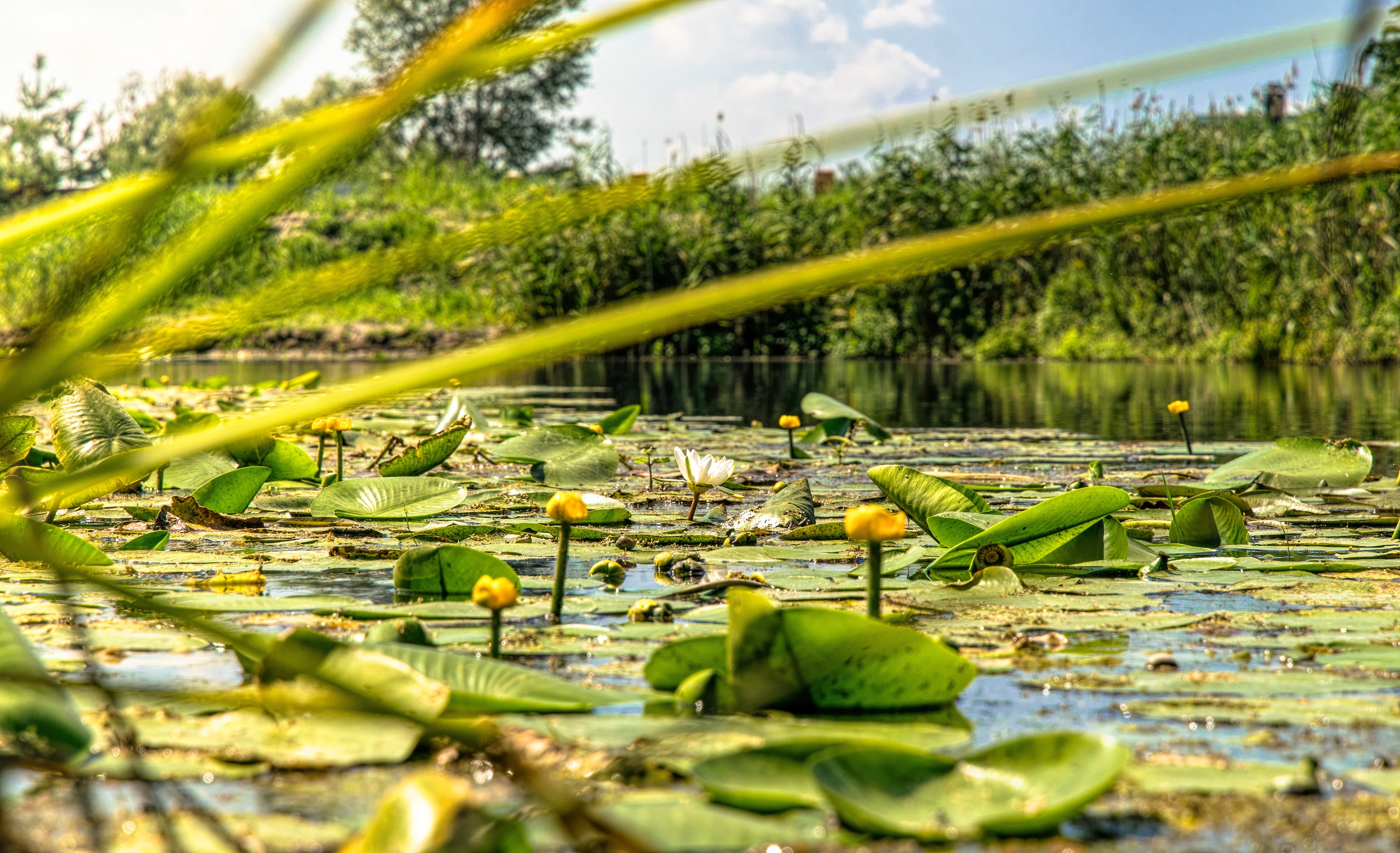 Plants for Ponds - UK Pond Plant Specialist