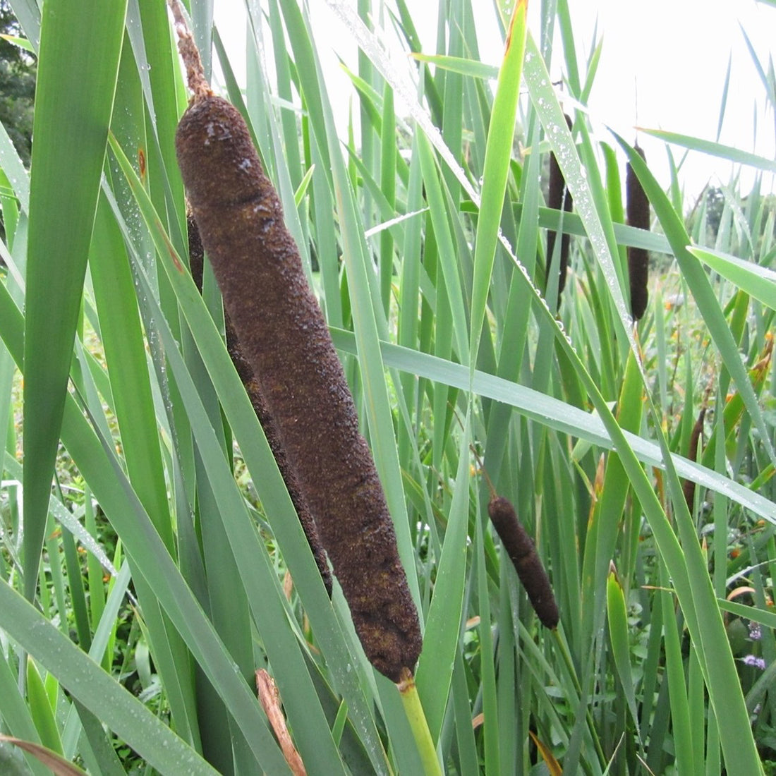 Common Bulrush (Typha latifolia) | Fast-Growing Reed for Large Project ...
