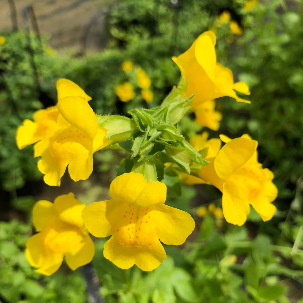 Monkey flower (Mimulus guttatus) - Yellow Plant for Wildlife Ponds ...