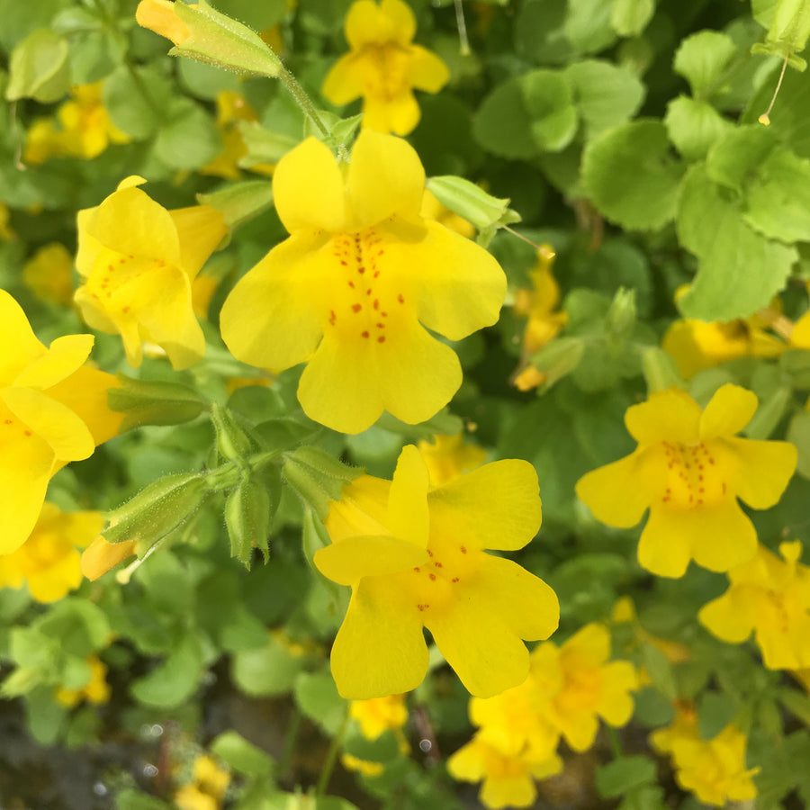 Monkey flower (Mimulus guttatus) - Yellow Plant for Wildlife Ponds ...