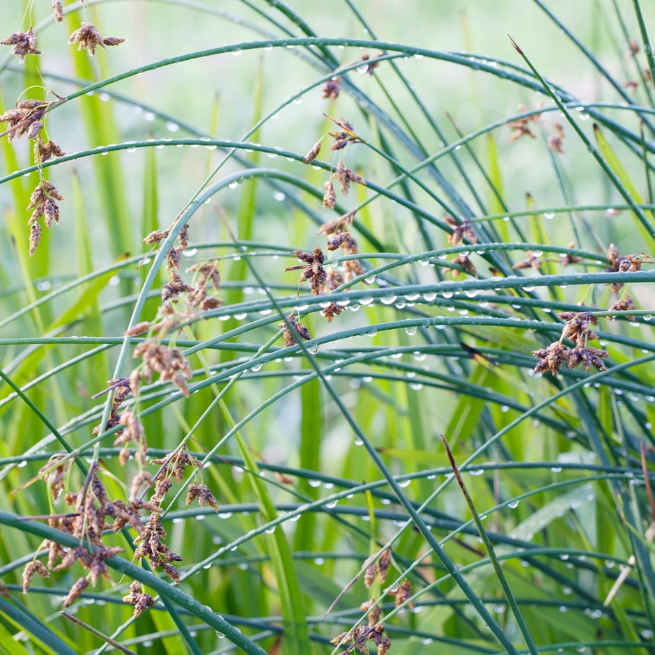 Rushes & Reeds for Ponds | Wildlife Shelter & Water Filtration – Plants ...