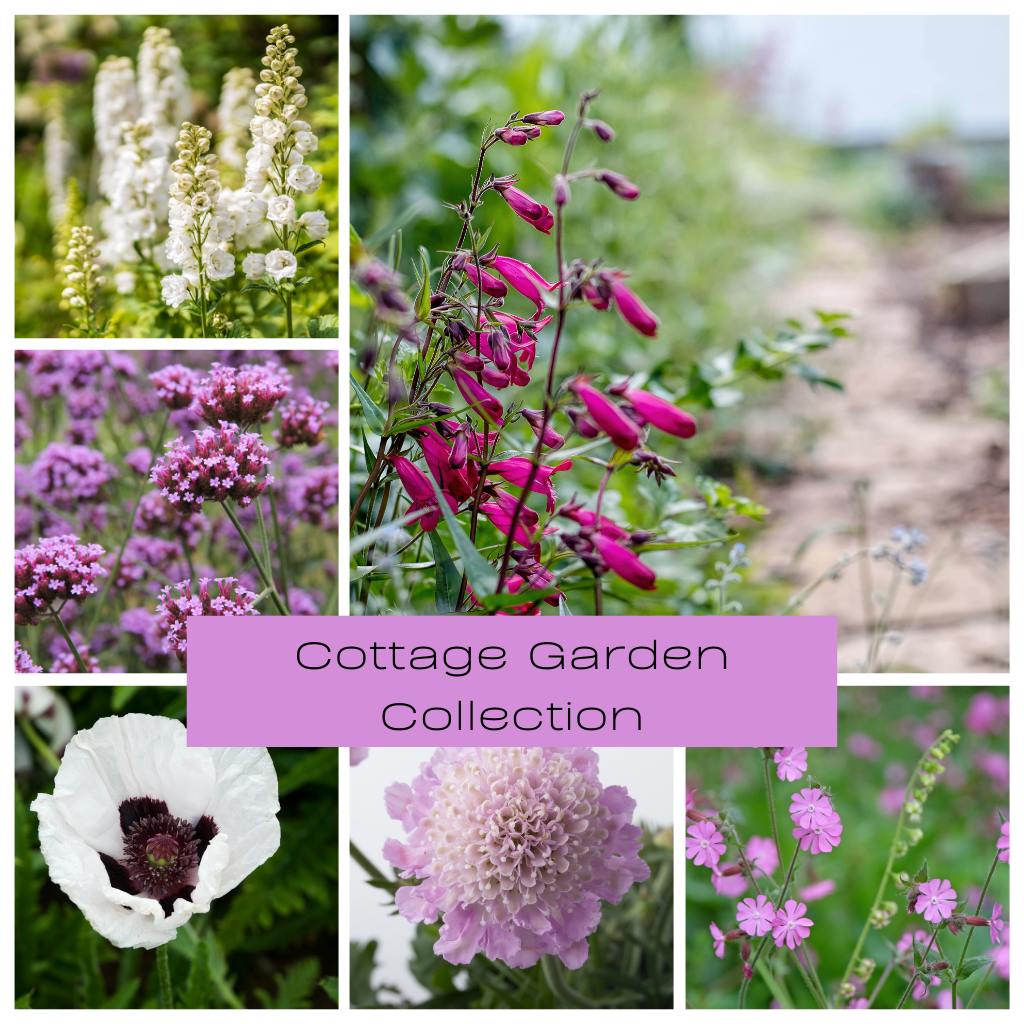 Cottage Garden Collection | Timeless Plants for Pollinators and Borders ...
