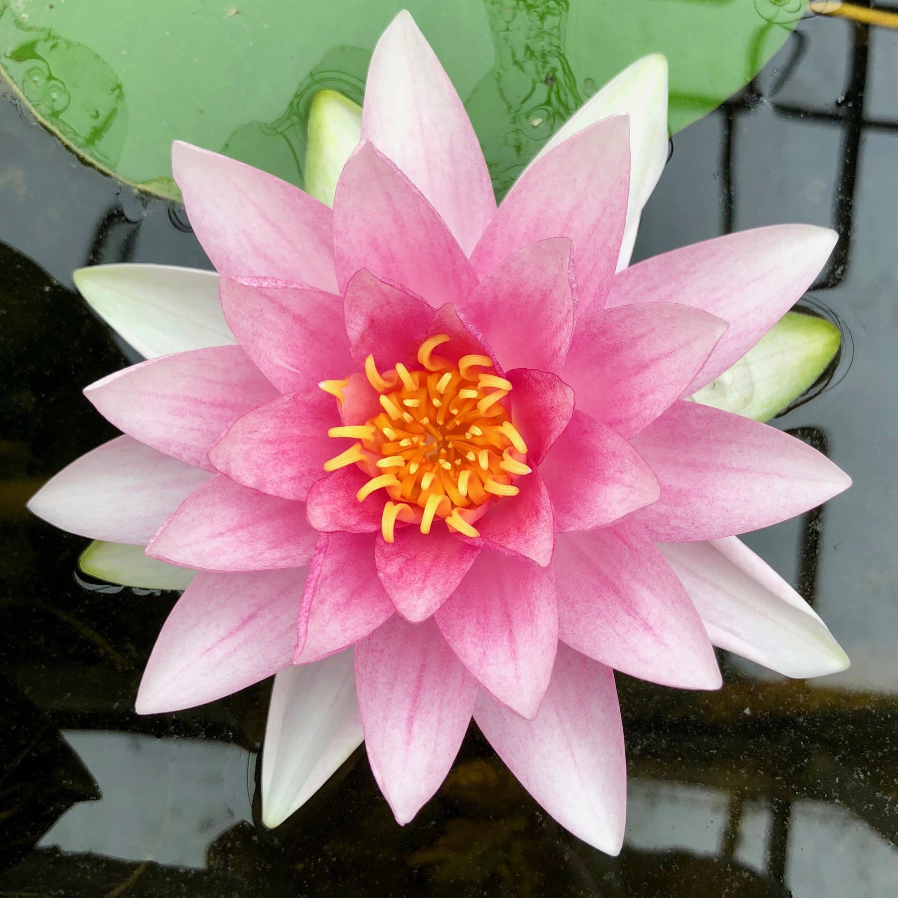 Darwin - Water Lily (Nymphaea Darwin) - Plants for Ponds – Plants for ...