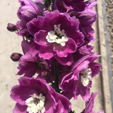 Delphinium Collection – Plants for Ponds