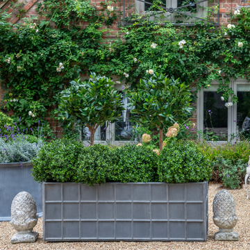 Downing Street Trough – Plants for Ponds