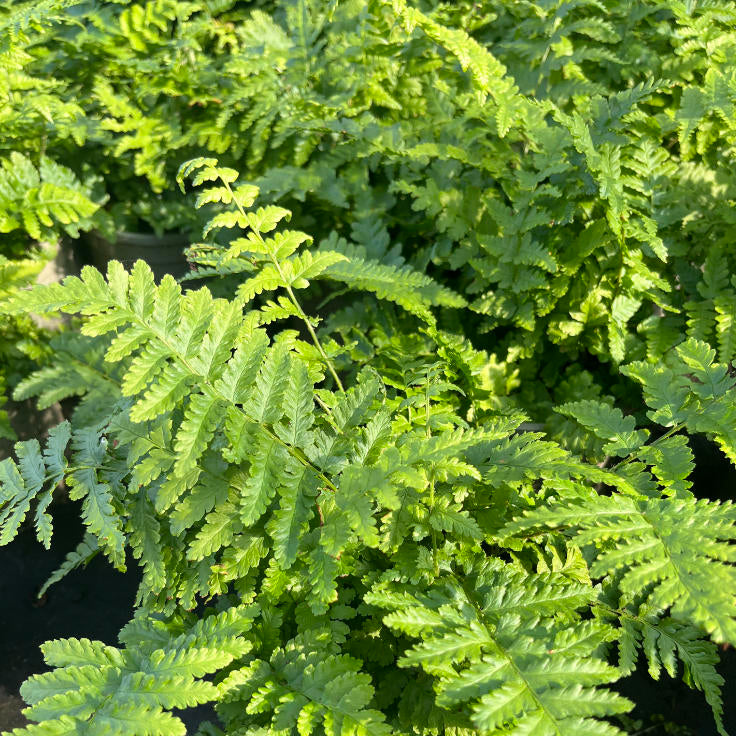 Pond Side Shady Collection | Ferns, Heucheras & Hostas – Plants for Ponds