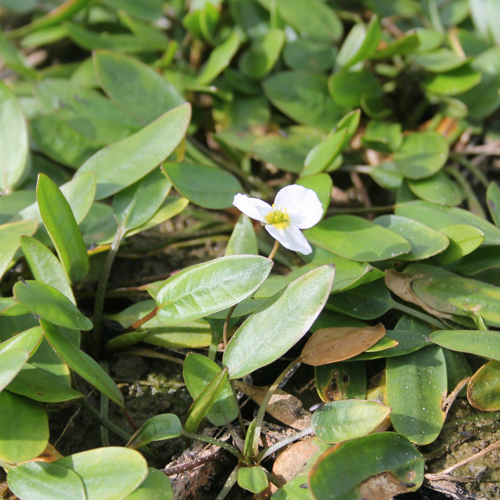 Floating Water Plantain (Luronium natans) | Native Plant for Ponds ...