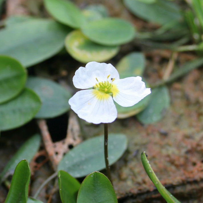 Floating Water Plantain (Luronium natans) | Native Plant for Ponds ...