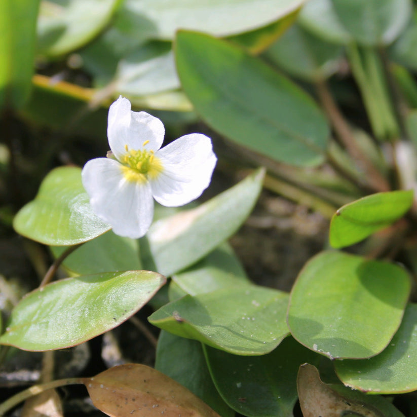 Floating Water Plantain (Luronium natans) | Native Plant for Ponds ...