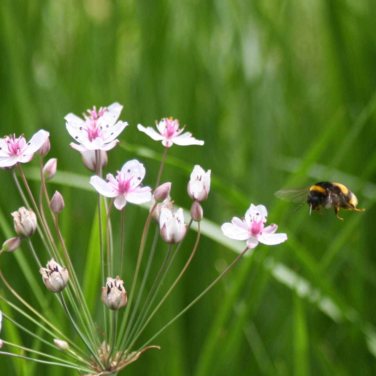 Flowering Rush (Butomus umbellatus) | Native Marginal Plant for Ponds ...