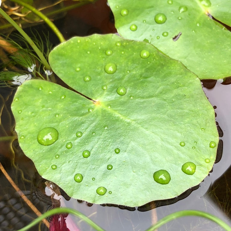 Fringed Water Lily (Nymphoides peltata) - Plants for Ponds