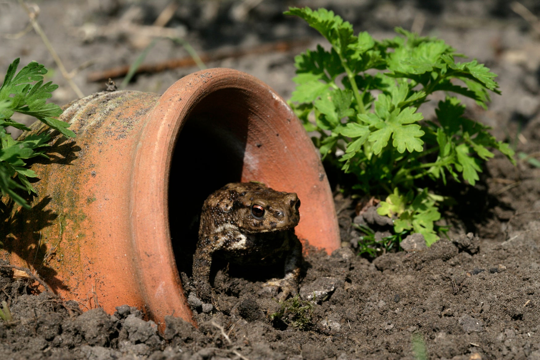 Why We Don’t Sell Frogspawn – Plants for Ponds