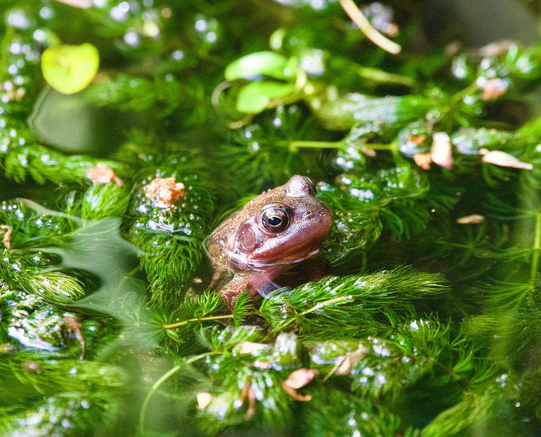Floating Pond Plants | Shade & Algae Control for UK Ponds – Plants for ...