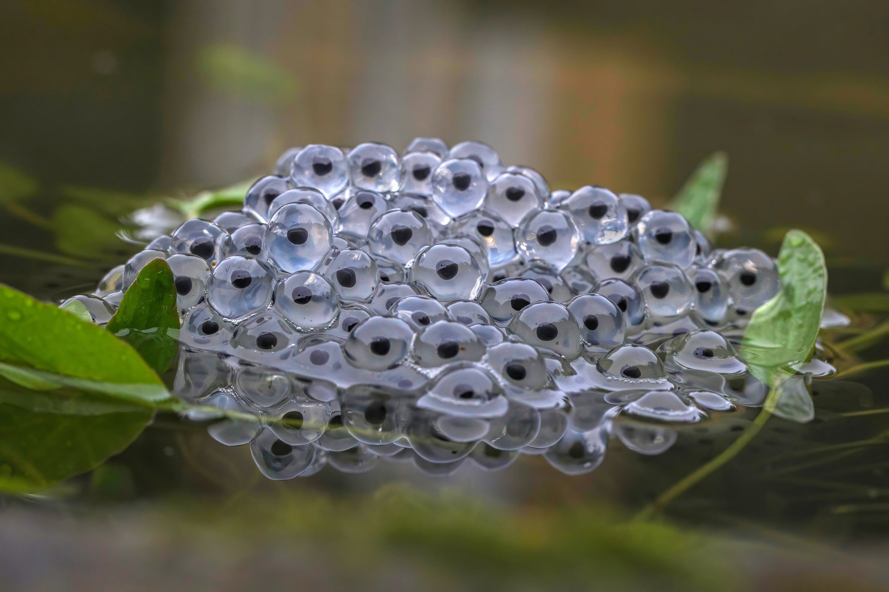 Why We Don’t Sell Frogspawn – Plants for Ponds