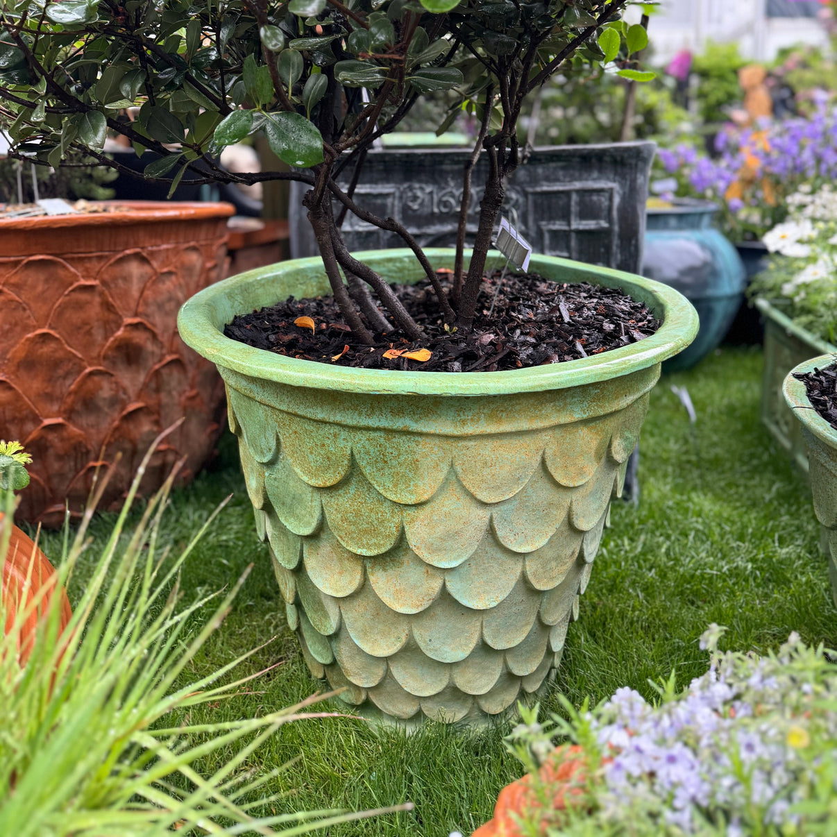 Fishscale Planter – Plants for Ponds