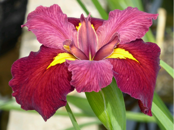 Iris for Ponds – Plants for Ponds