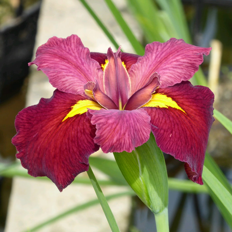 Pond Irises | Vibrant Colours for Wildlife-Friendly Ponds – Plants for ...