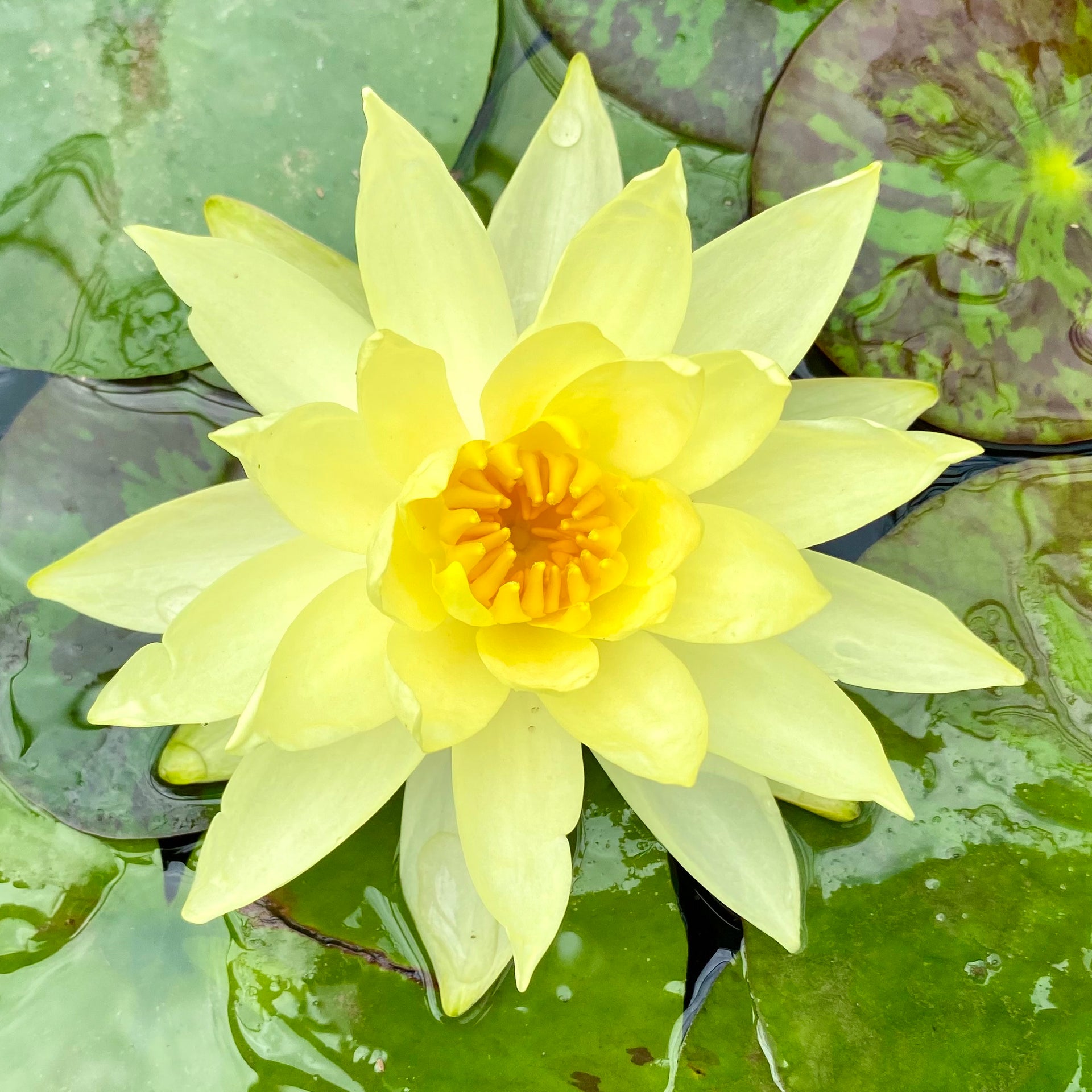 Water Lily Color Sherwin Williams The 14 Best Light Blue Paint Colors