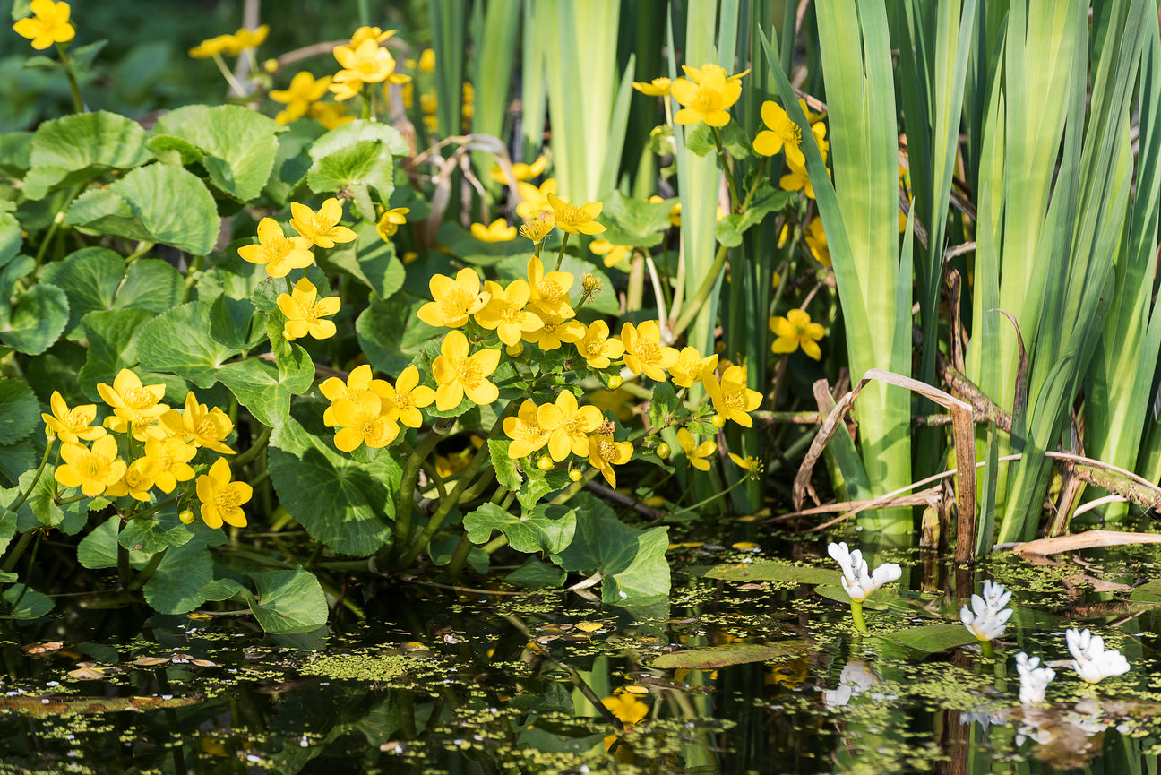 How to Make Your Pond Newt-Friendly – Plants for Ponds
