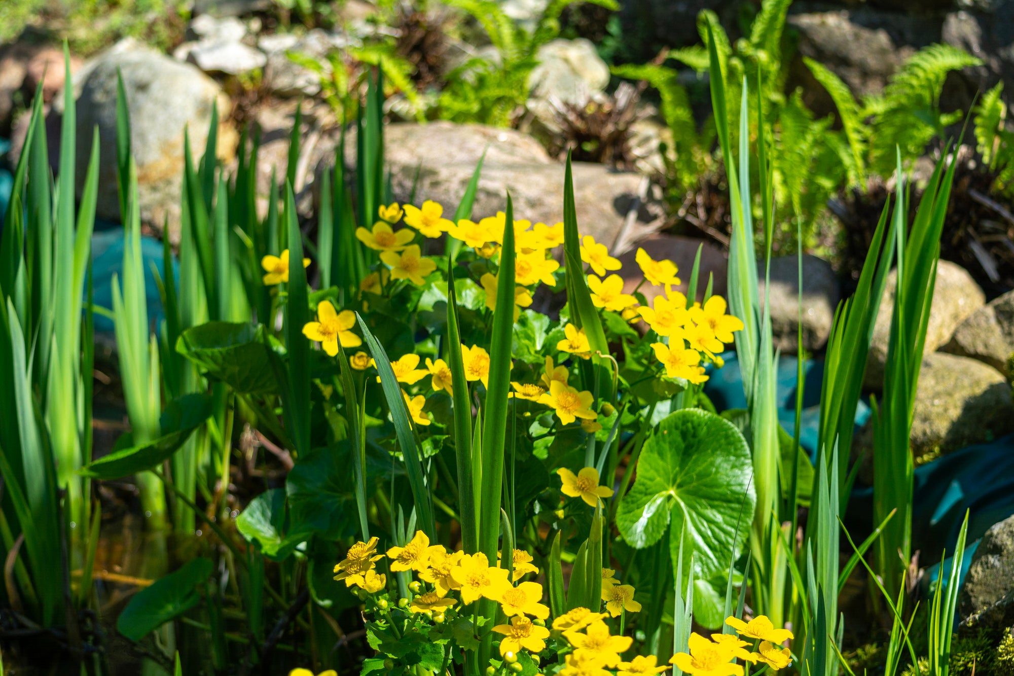 Marsh Marigold - Spring’s Golden Glow – Plants for Ponds