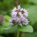 Water Mint (Mentha aquatica) - Plants for Ponds