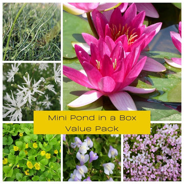Value Packs for Ponds | Pond in a Box | Easy Pond Stocking – Plants for ...