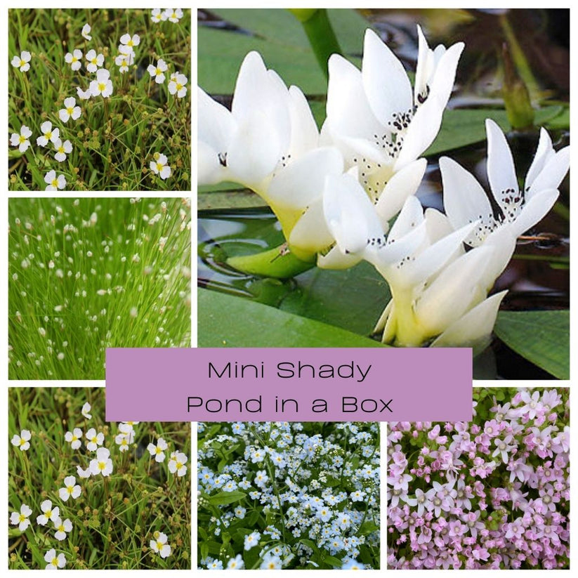 Mini Pond in a Box – Plants for Ponds