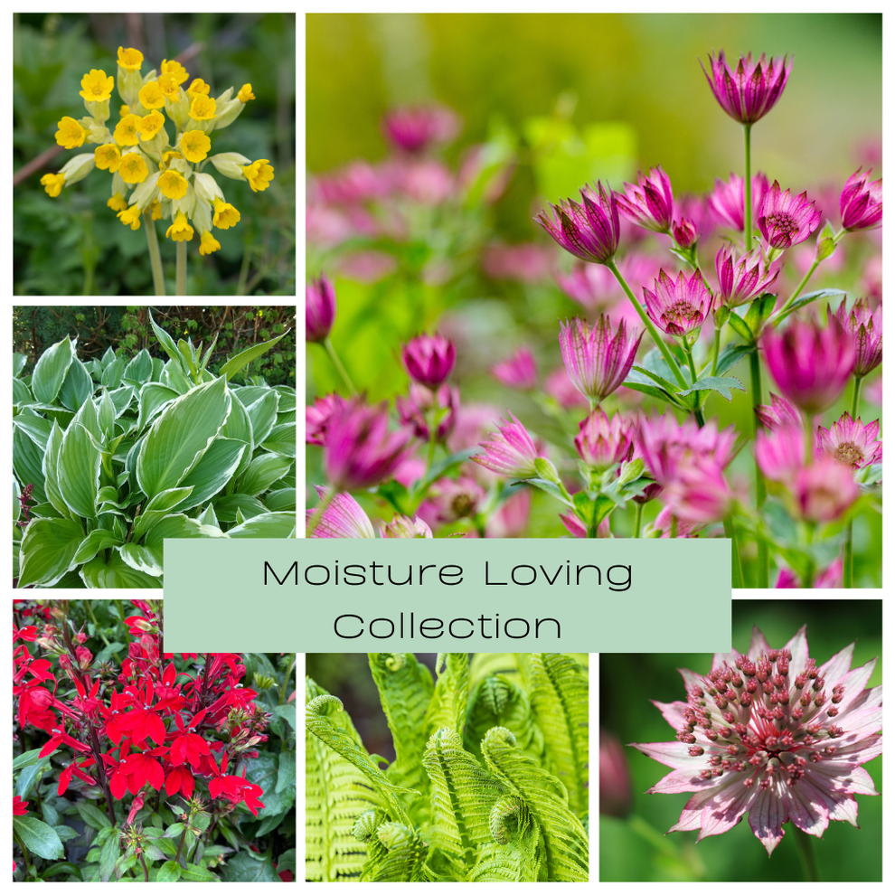 Moisture-Loving Pondside Collection | Plants for Damp Pond Borders ...