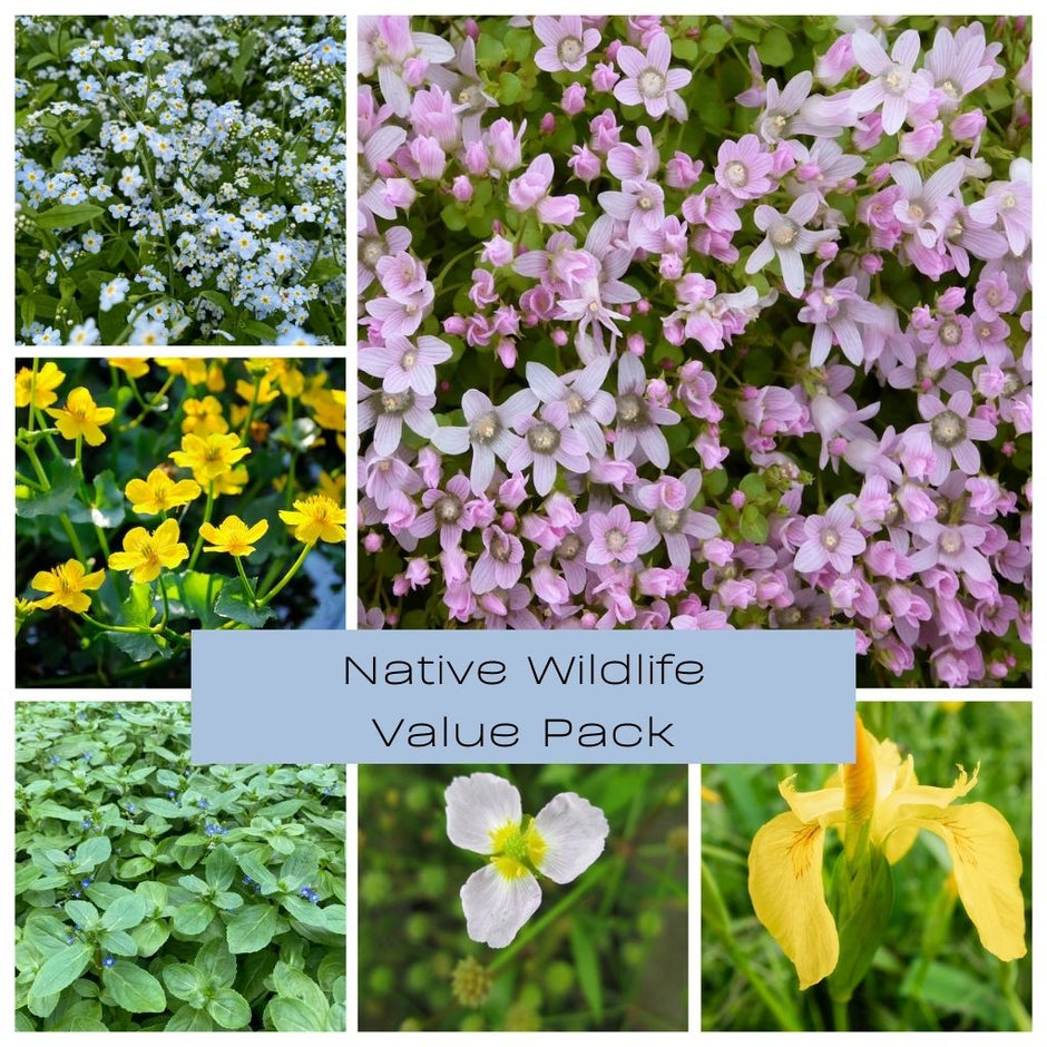 Value Packs for Ponds | Pond in a Box | Easy Pond Stocking – Plants for ...