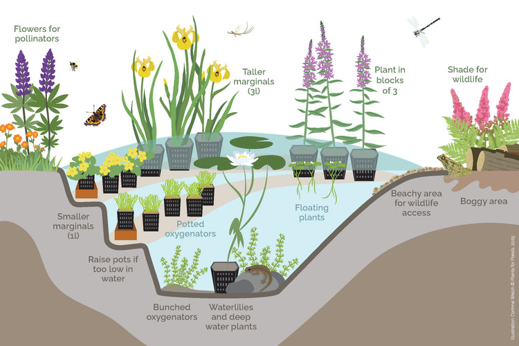 How to Measure Your Pond | Pond Plant Calculator & Guide – Plants for Ponds
